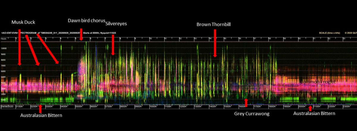 Wetland Birds Acoustic Monitoring | Eavesdropping on Wetland Birds